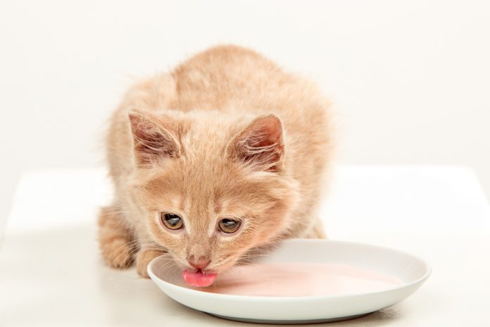 Alimentación Para Gatos: Comida Seca Vs. Húmeda - Diario De Animales