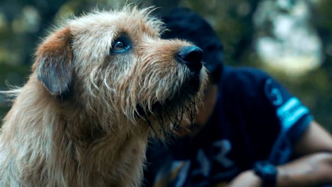 Arthur, El Perro Callejero Que Conquistó Corazones Y Que Inspiró Una ...