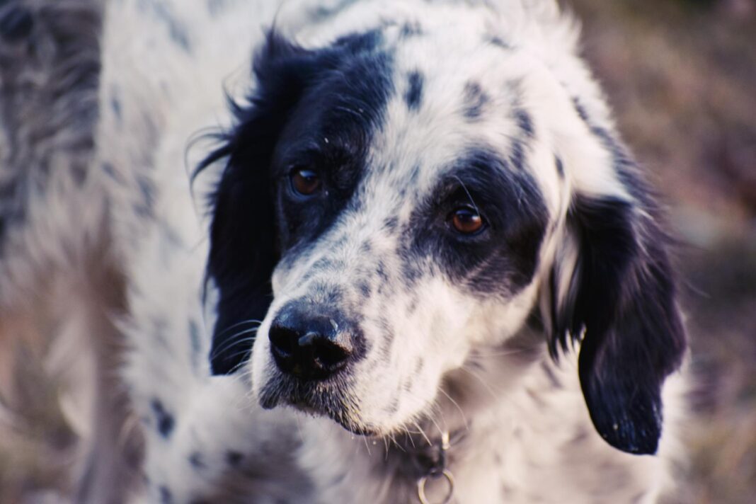 ¿Cómo Hacer Que Mi Perro Deje De Tener Miedo? - Diario De Animales
